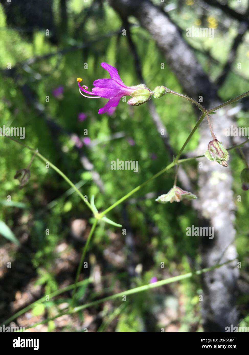 Narrowleaf Four o'Clock (Mirabilis linearis) Plantae Stock Photo - Alamy