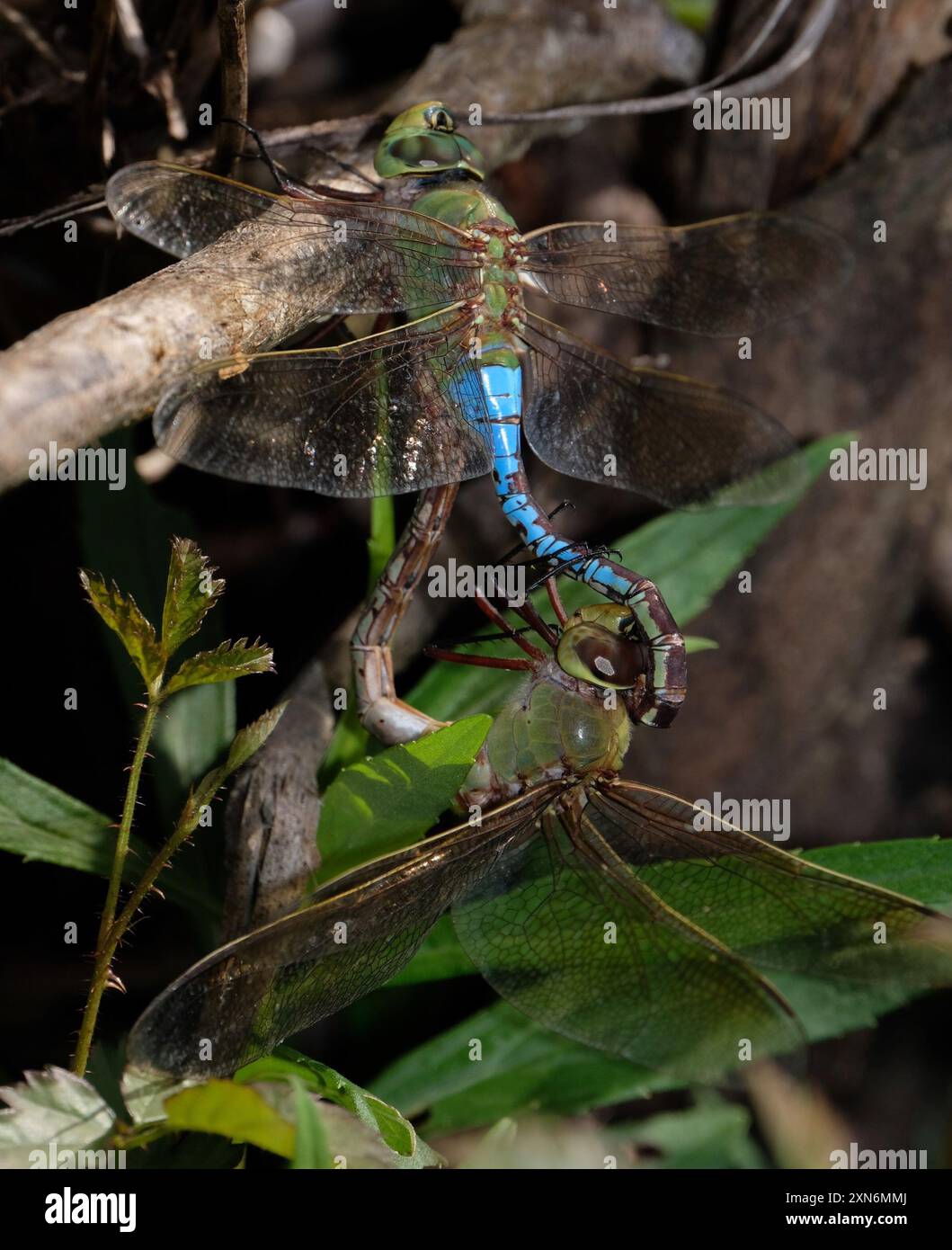 Common Green Darner (Anax junius) Insecta Stock Photo - Alamy