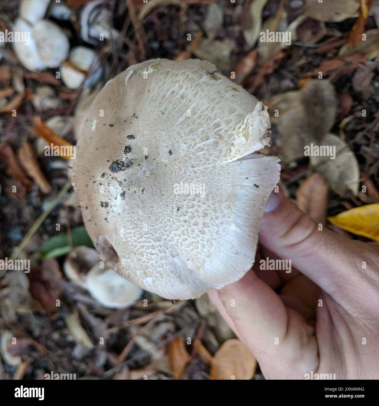 Yellow Stainer (Agaricus xanthodermus) Fungi Stock Photo - Alamy