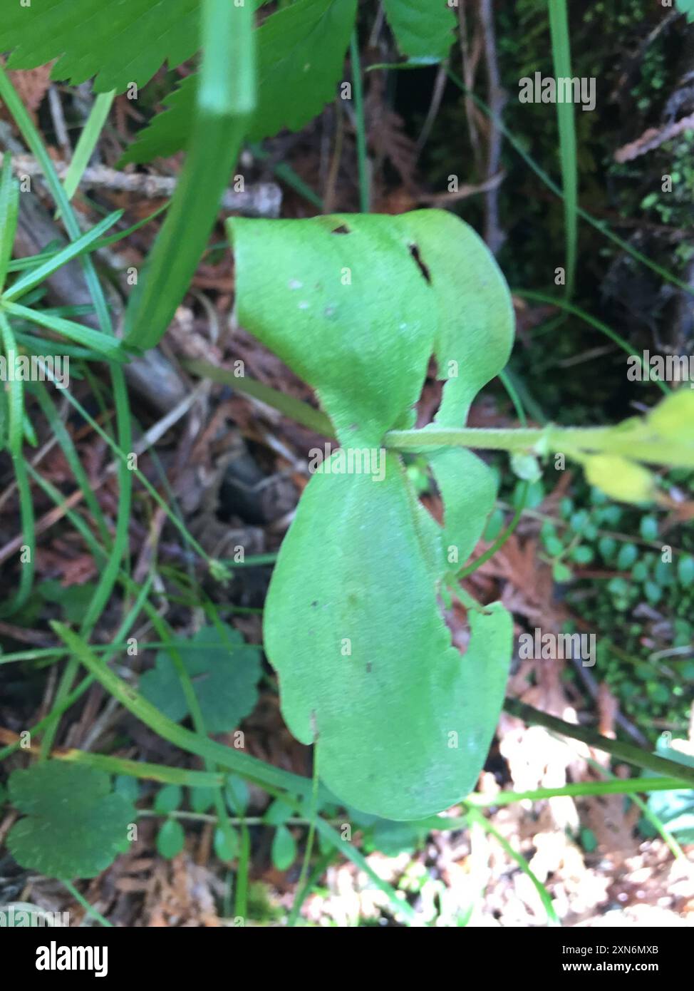 Convallarioides hi-res stock photography and images - Alamy