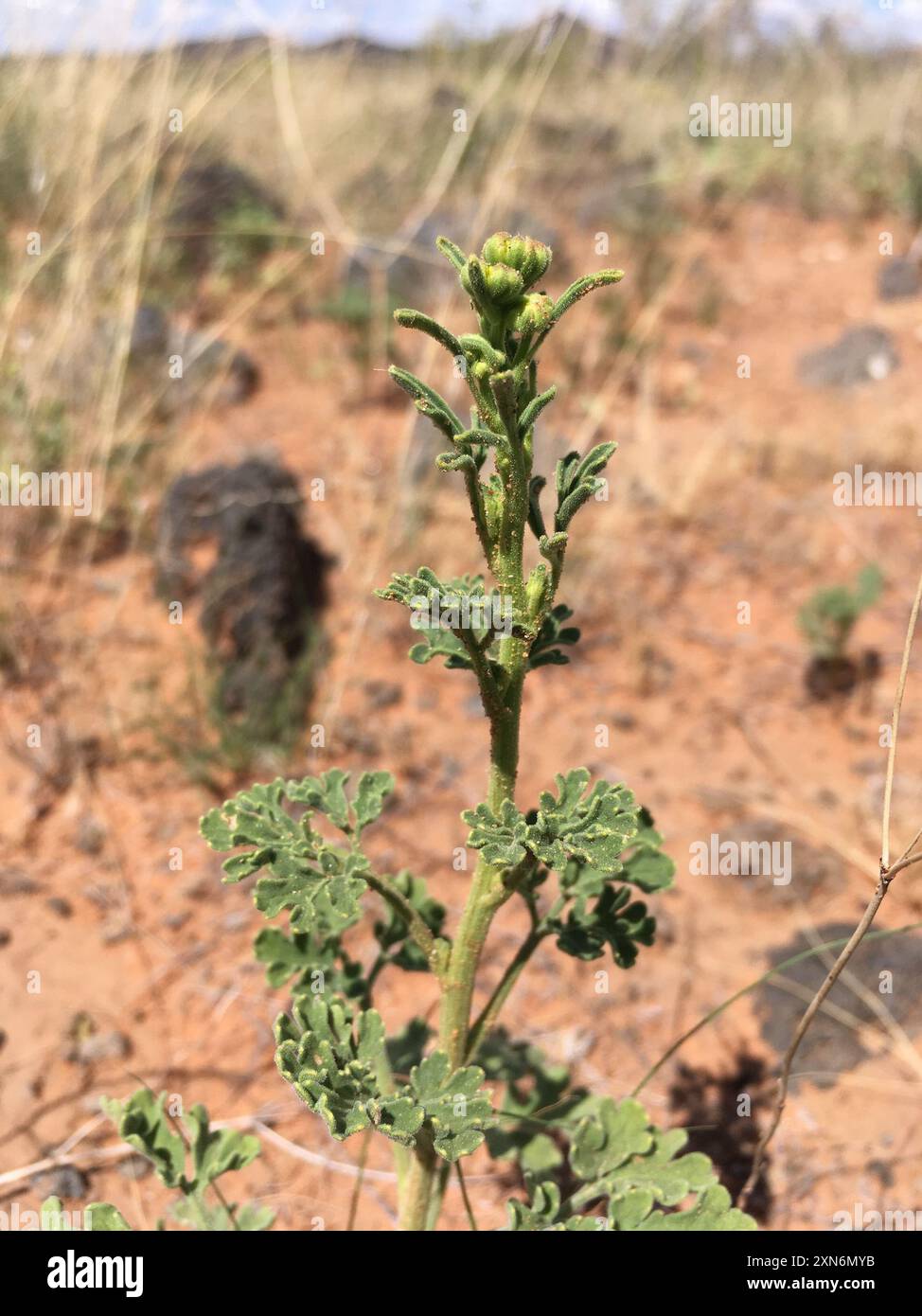 bluntscale bahia (Hymenothrix pedata) Plantae Stock Photo - Alamy