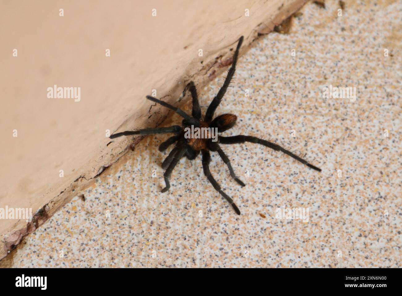 Costa Rican Suntiger Tarantula (Davus ruficeps) Arachnida Stock Photo ...
