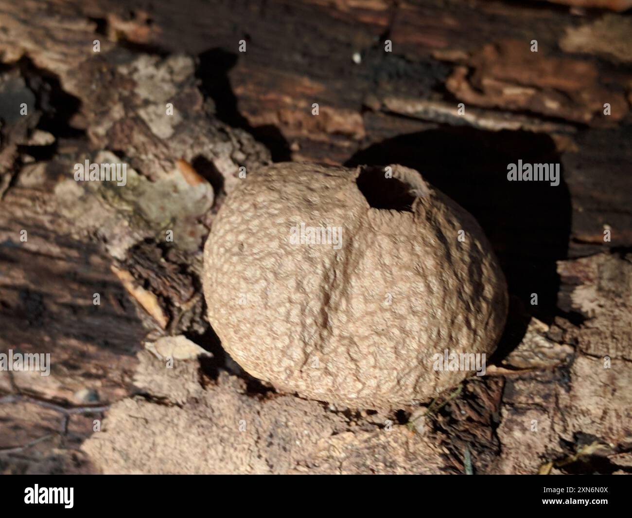 puffballs (Lycoperdaceae) Fungi Stock Photo - Alamy