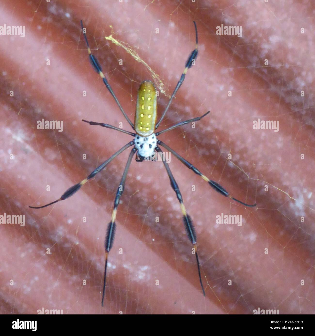 Golden Silk Spider (Trichonephila clavipes) Arachnida Stock Photo - Alamy