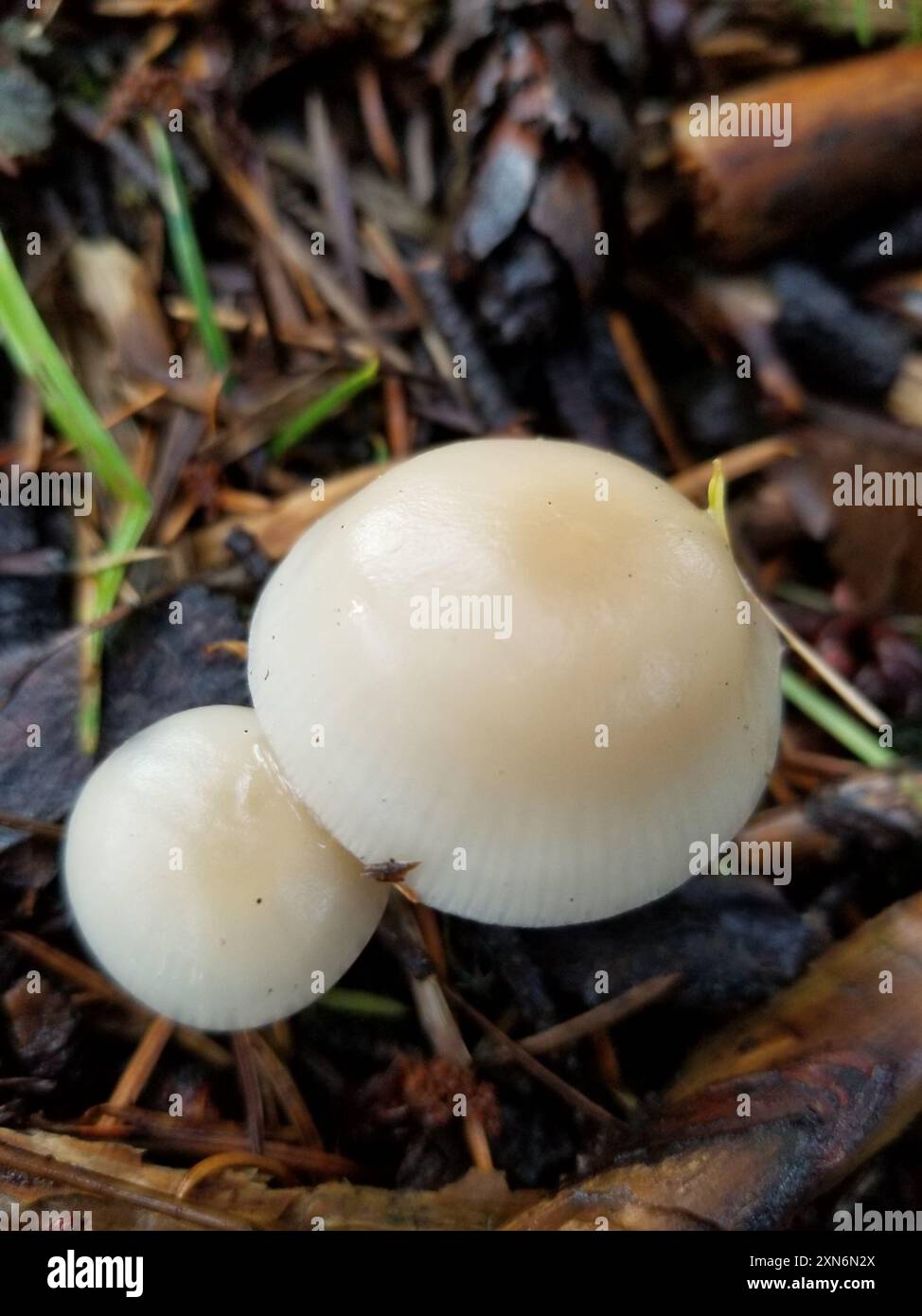Fragrant Funnel (Clitocybe fragrans) Fungi Stock Photo - Alamy
