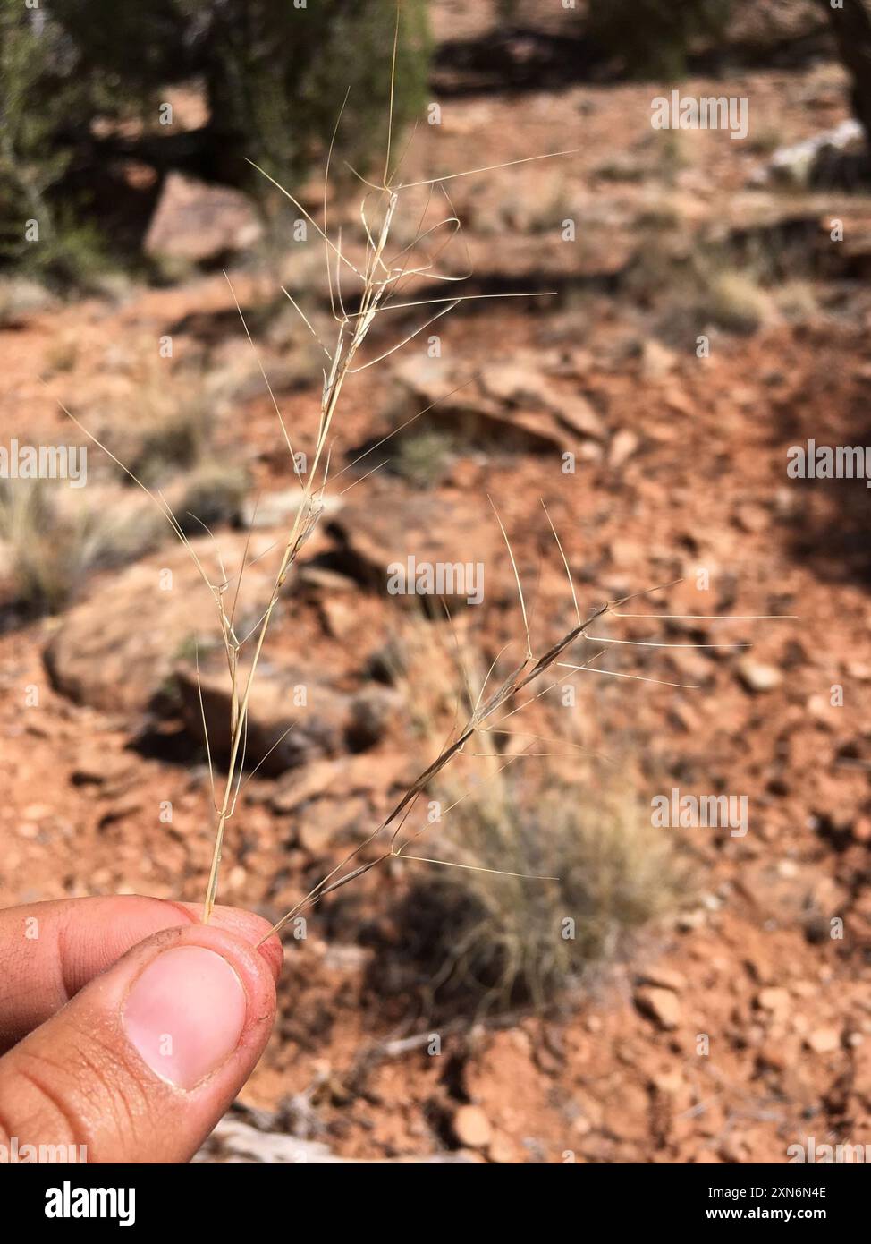 Purple Threeawn (Aristida purpurea) Plantae Stock Photo - Alamy