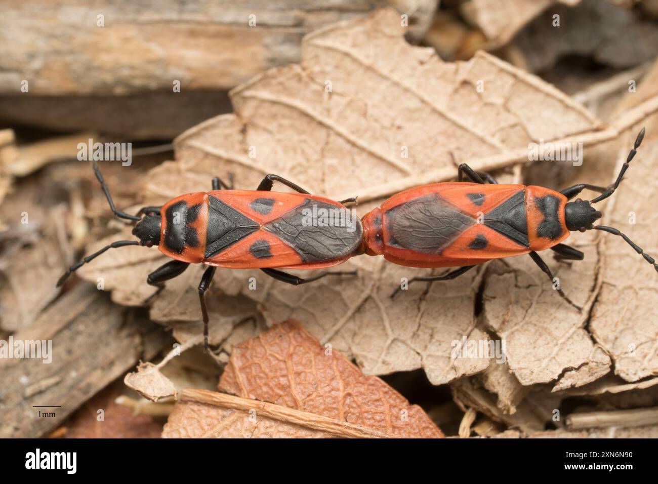 Mediterranean red bug (Scantius aegyptius) Insecta Stock Photo - Alamy
