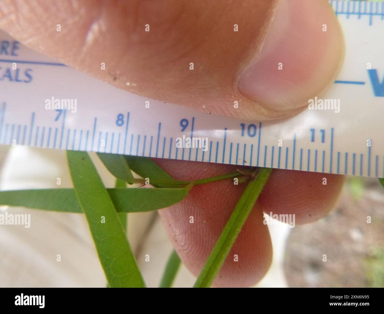 Pine Barren Ticktrefoil (Desmodium strictum) Plantae Stock Photo - Alamy