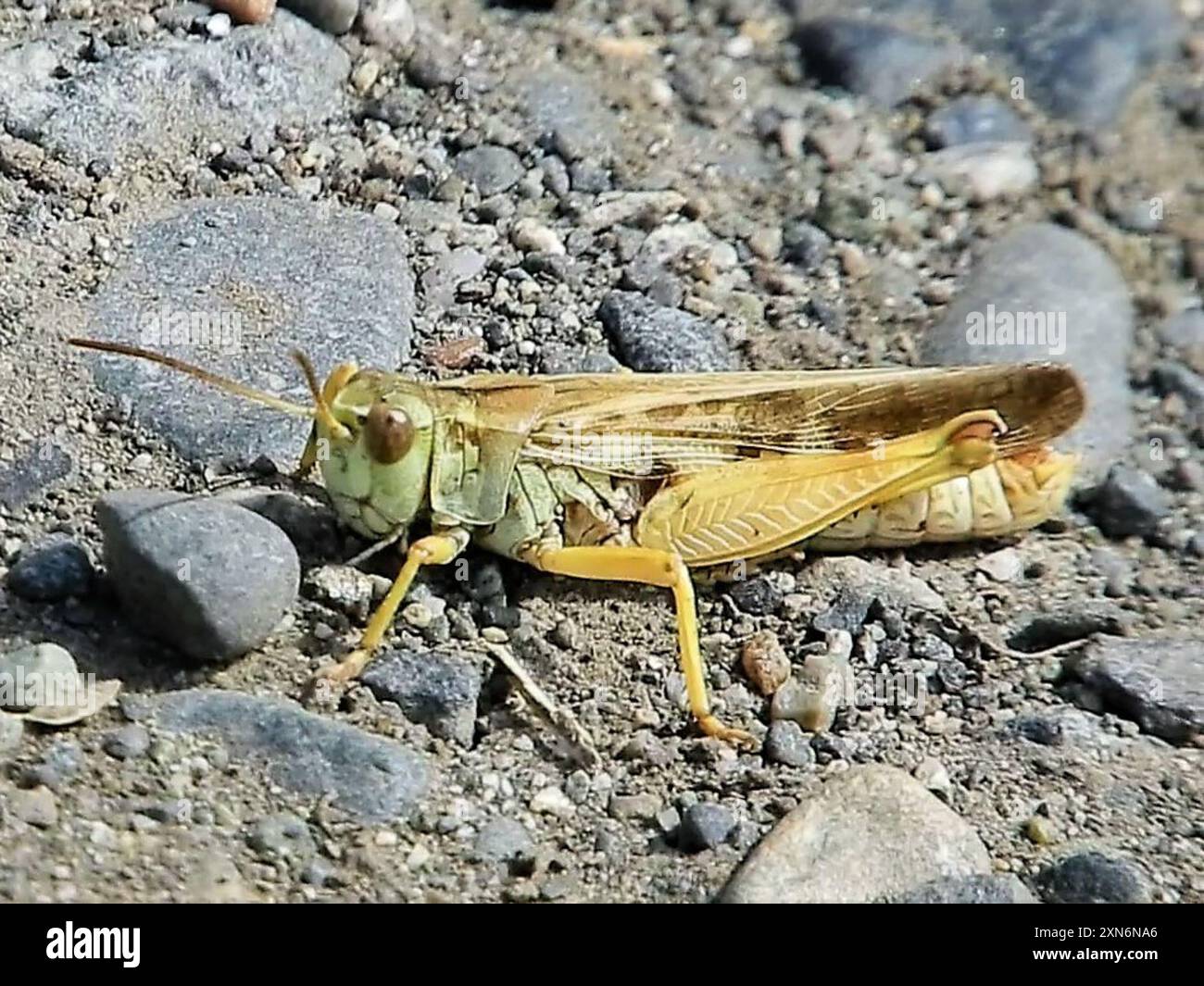Clear-winged Grasshopper (Camnula pellucida) Insecta Stock Photo - Alamy