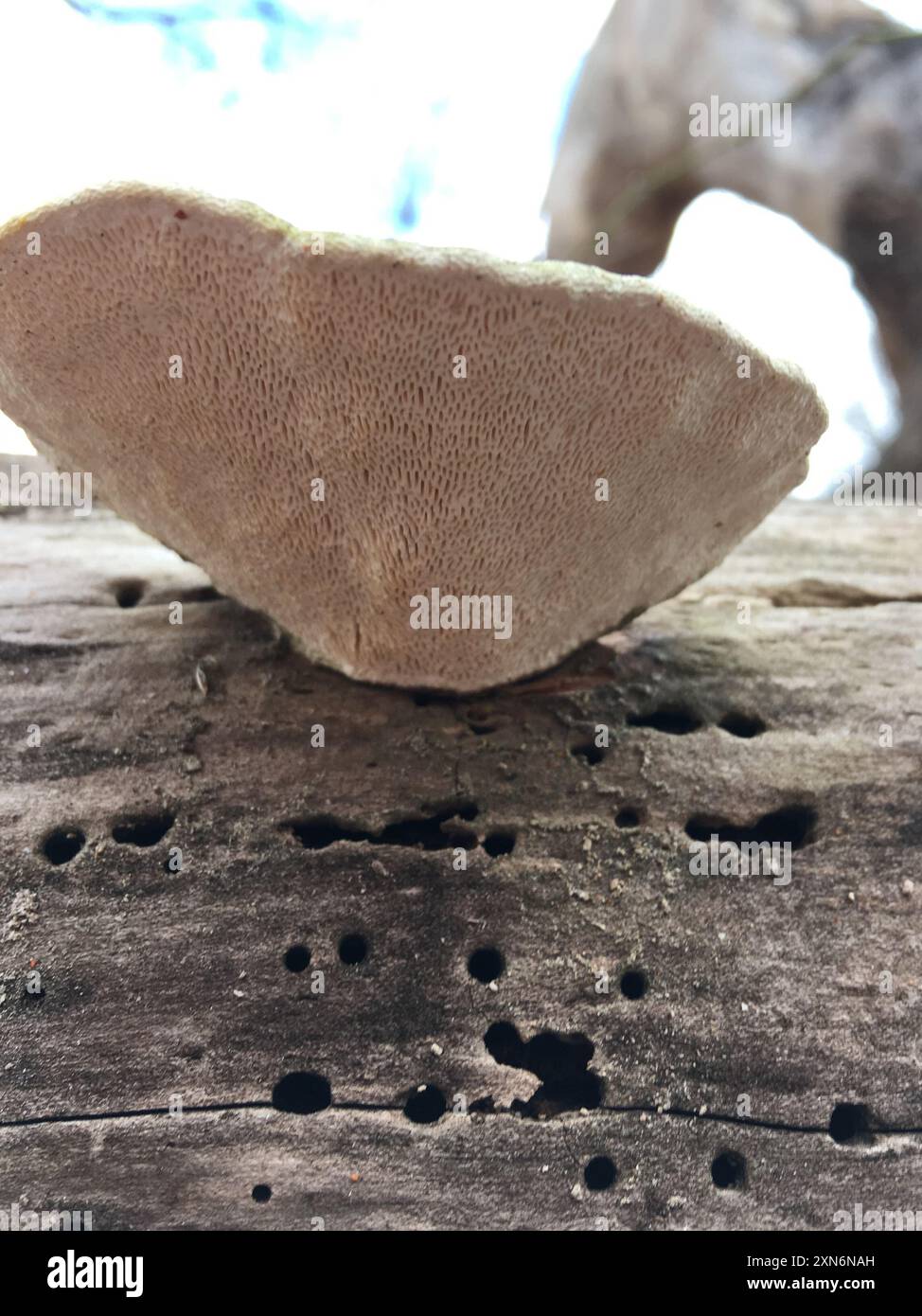 Lumpy Bracket (Trametes gibbosa) Fungi Stock Photo - Alamy