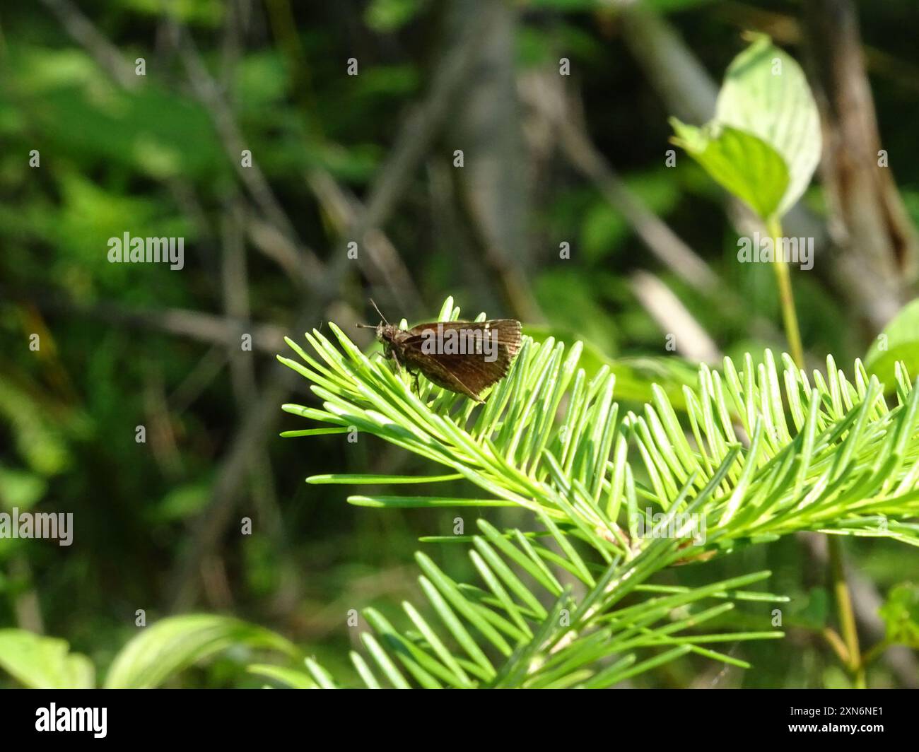 Common Roadside-Skipper (Amblyscirtes vialis) Insecta Stock Photo - Alamy