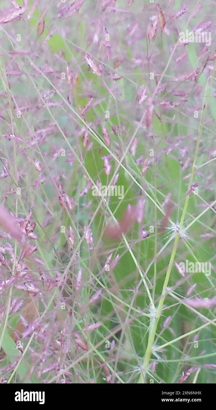Purple Lovegrass (Eragrostis spectabilis) Plantae Stock Photo - Alamy