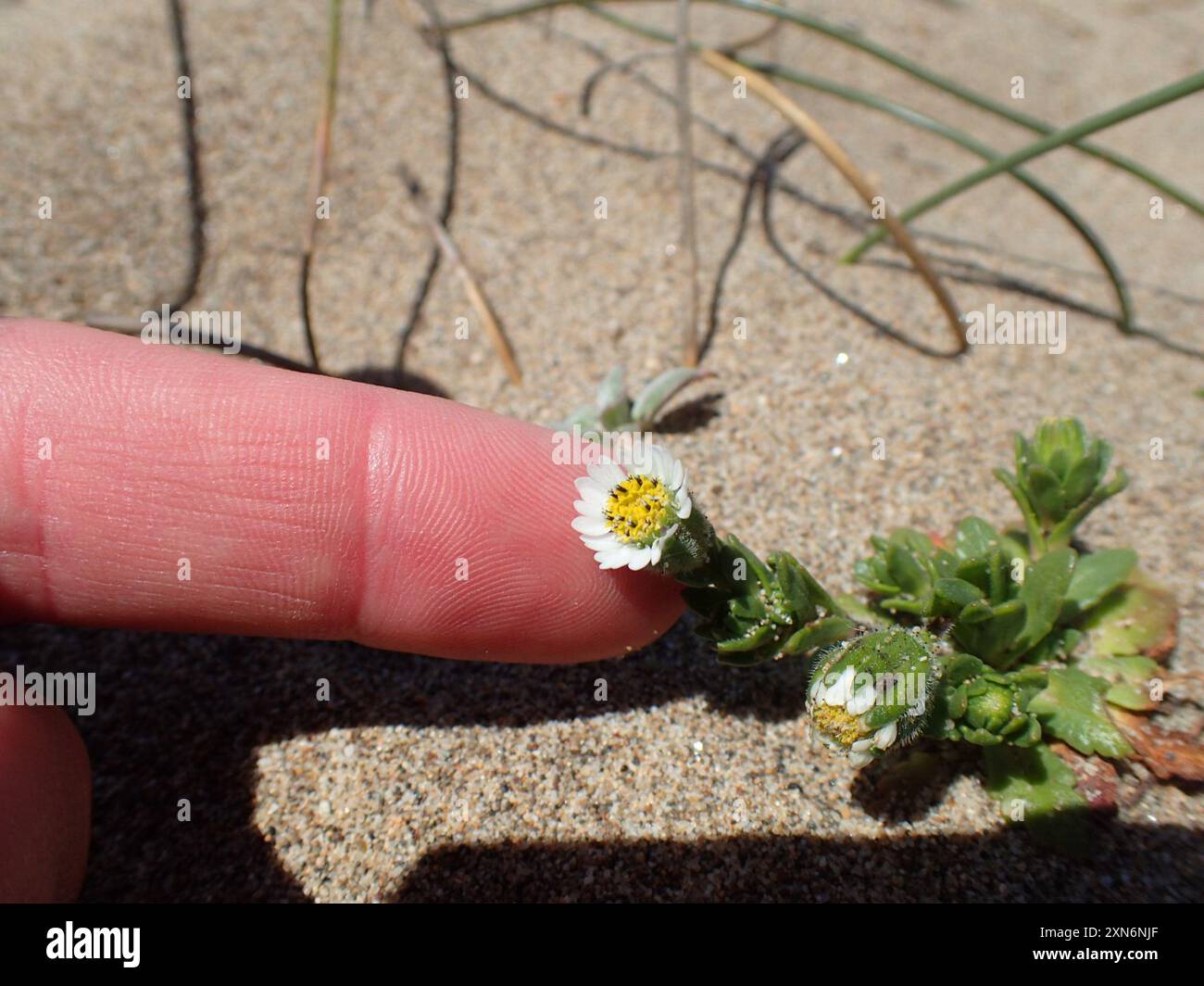 beach tidytips (Layia carnosa) Plantae Stock Photo - Alamy