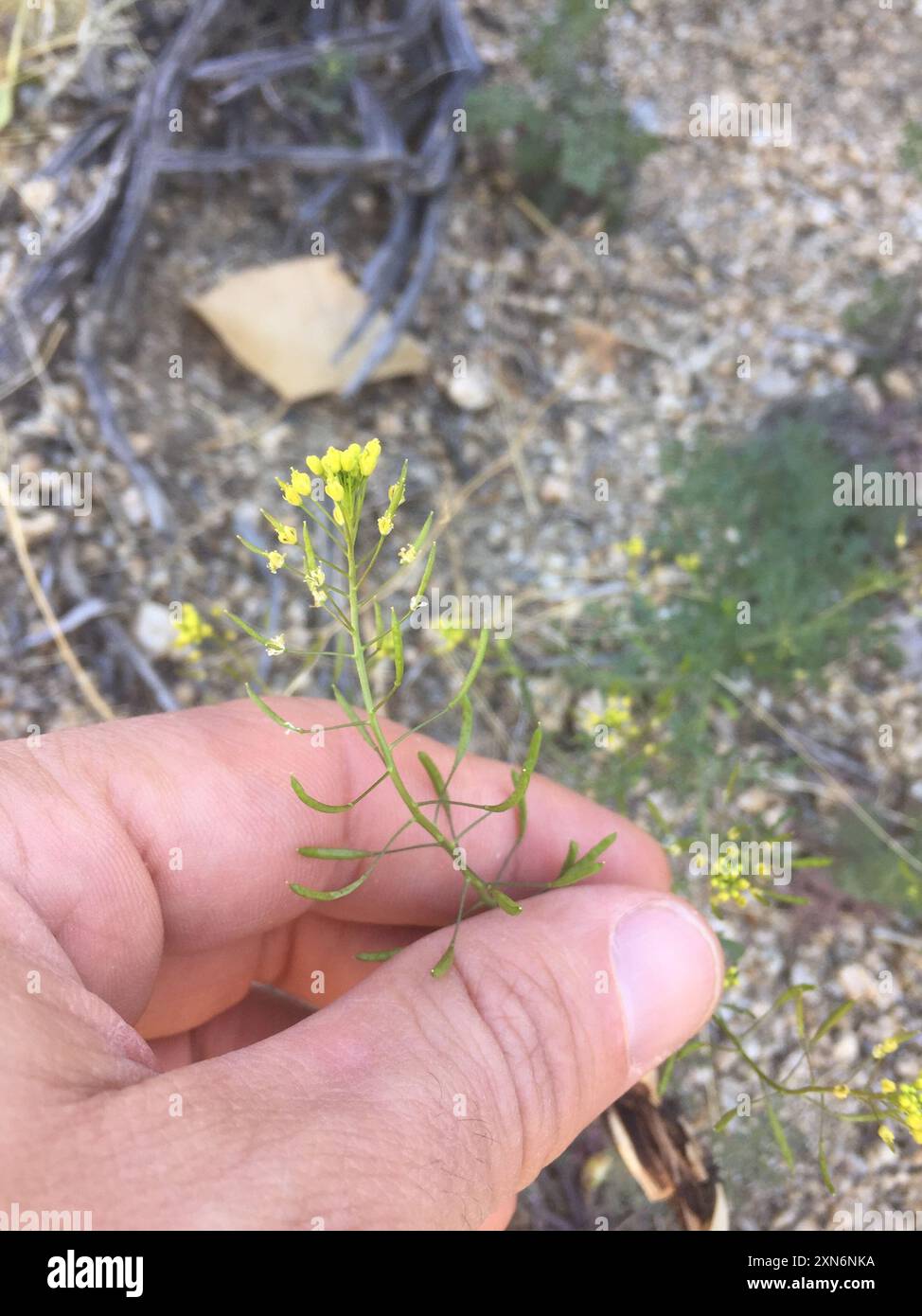 Western Tansymustard (Descurainia pinnata) Plantae Stock Photo - Alamy