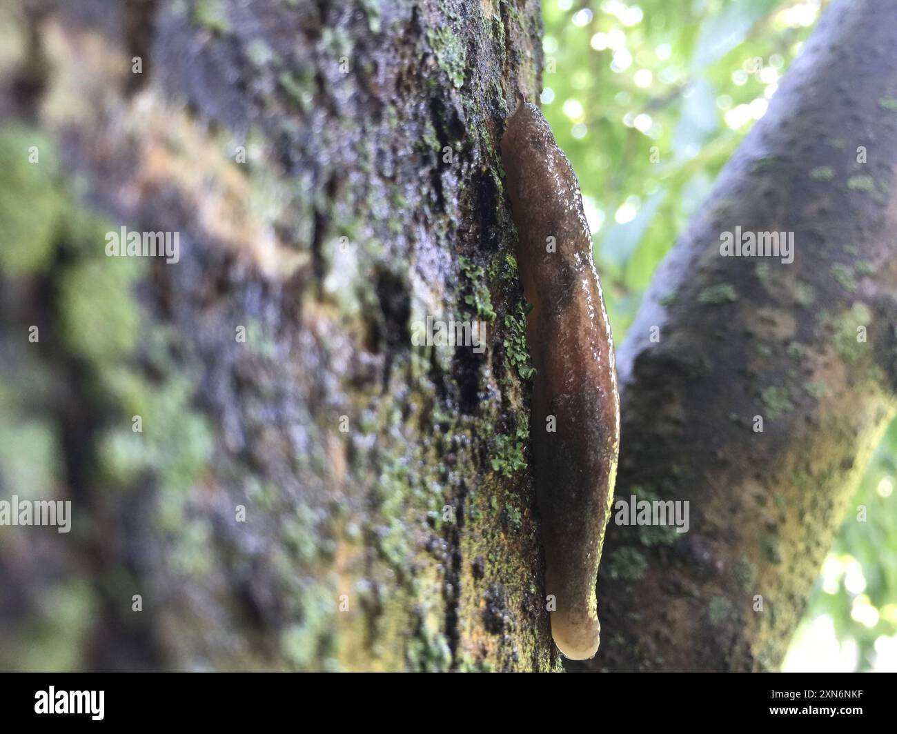 Changeable mantleslug hi-res stock photography and images - Alamy