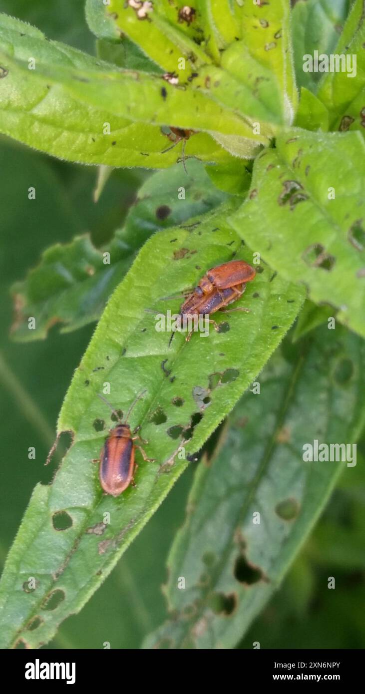 Black-margined Loosestrife Beetle (Galerucella calmariensis) Insecta ...