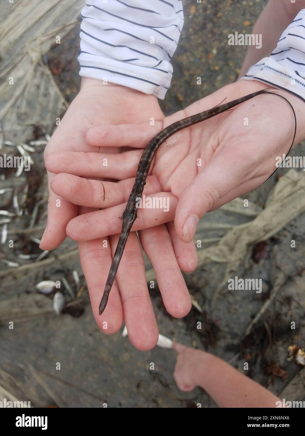 Atlantic Bluespotted Cornetfish (Fistularia tabacaria) Actinopterygii ...