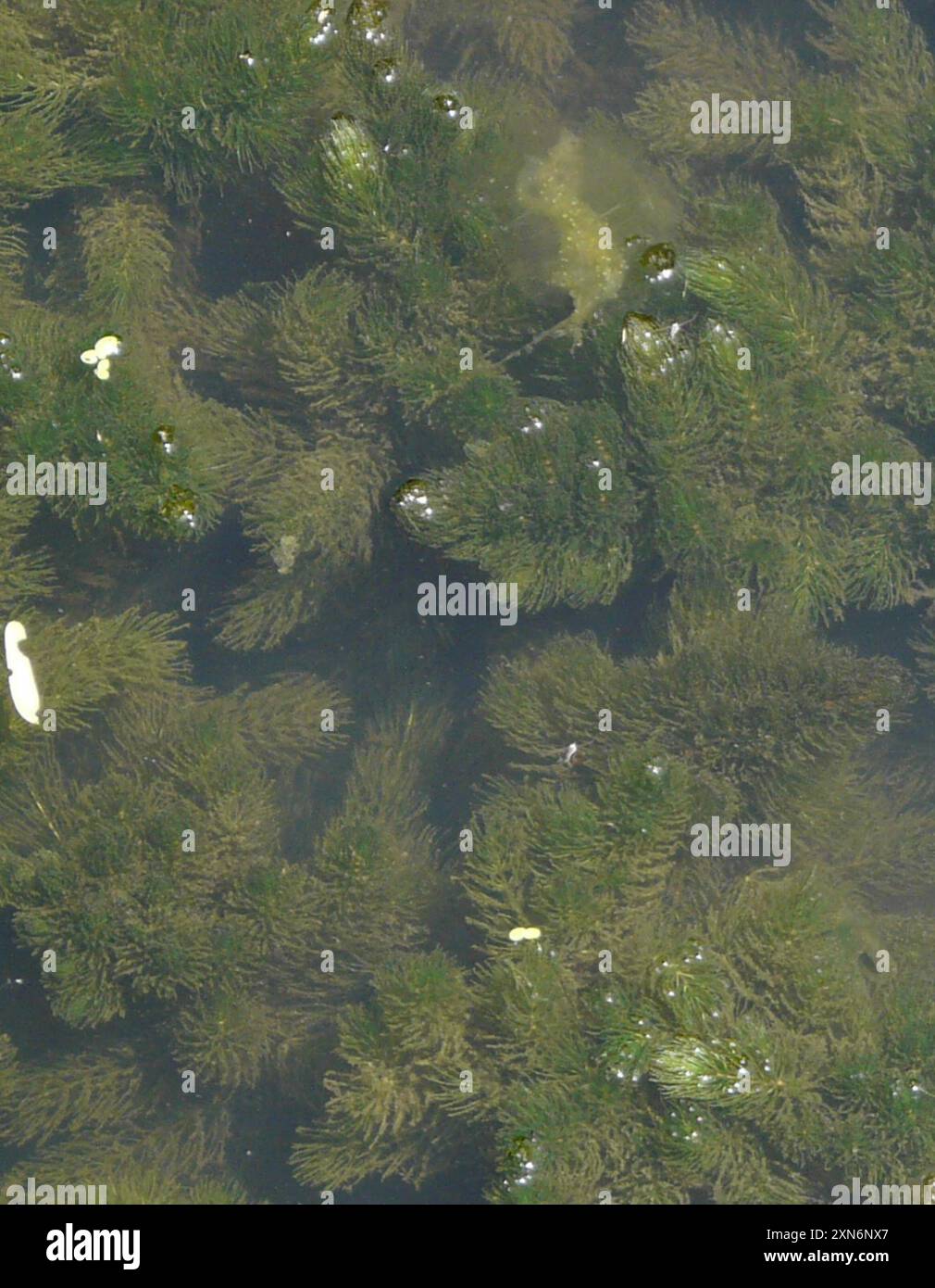 coontail (Ceratophyllum demersum) Plantae Stock Photo - Alamy