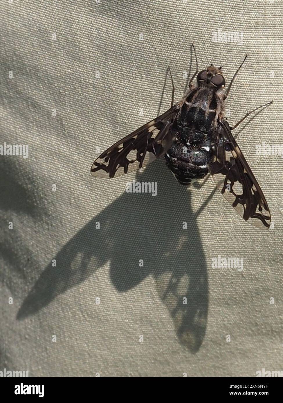 Tiger Bee Fly (Xenox tigrinus) Insecta Stock Photo - Alamy