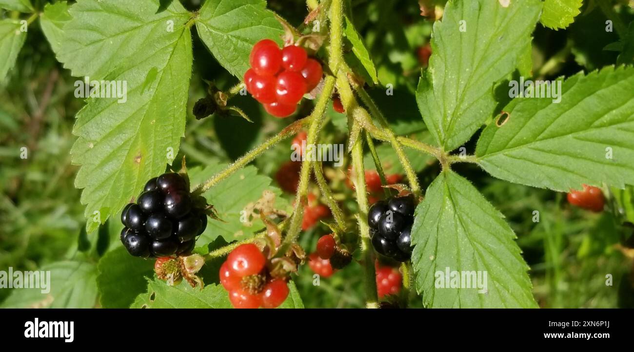 brambles (Rubus) Plantae Stock Photo - Alamy