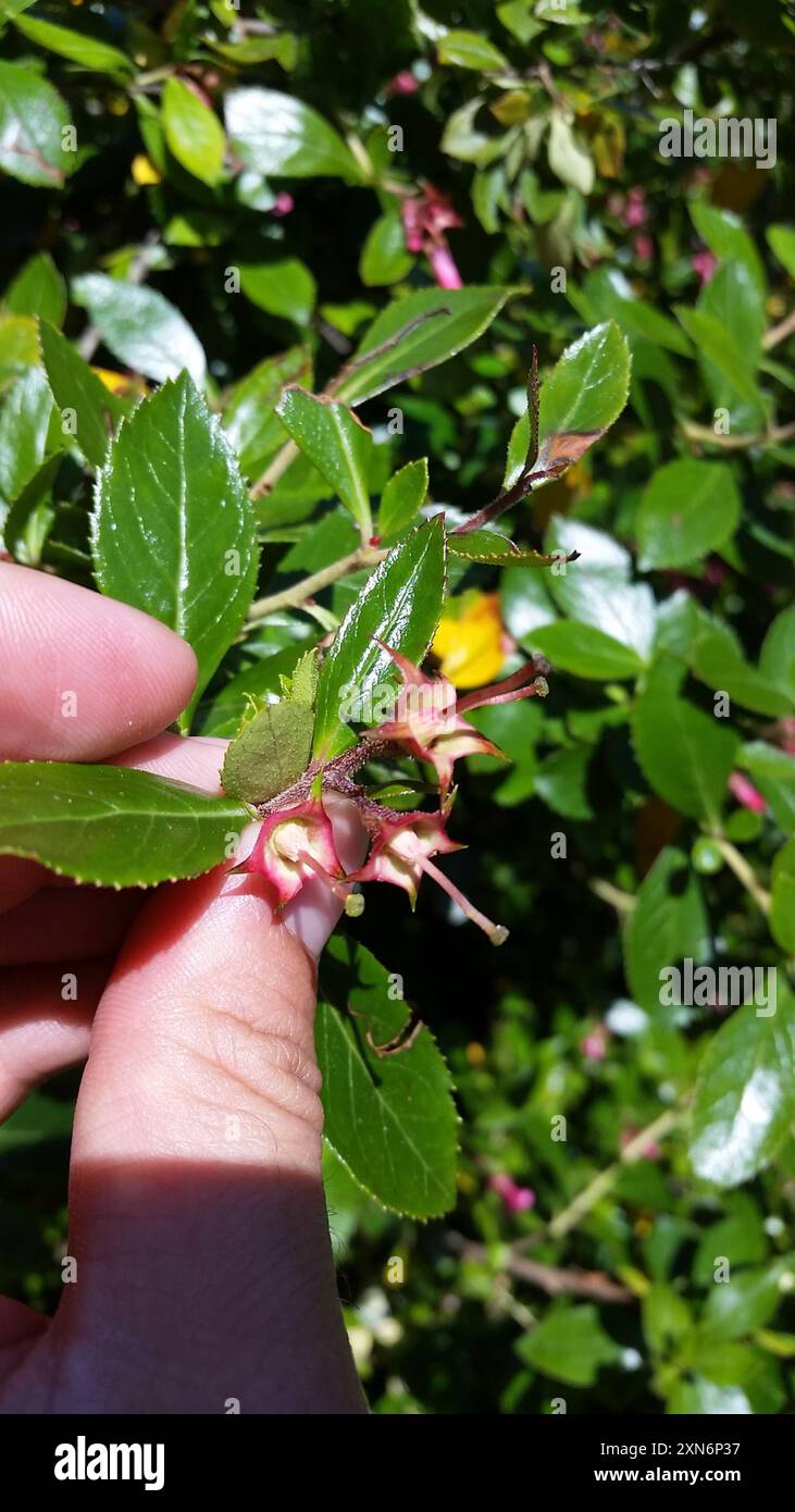 redclaws (Escallonia rubra) Plantae Stock Photo - Alamy