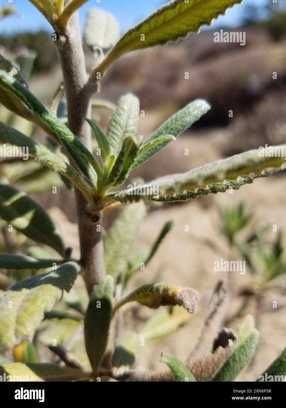 Thick-leaved Yerba Santa (Eriodictyon crassifolium) Plantae Stock Photo ...