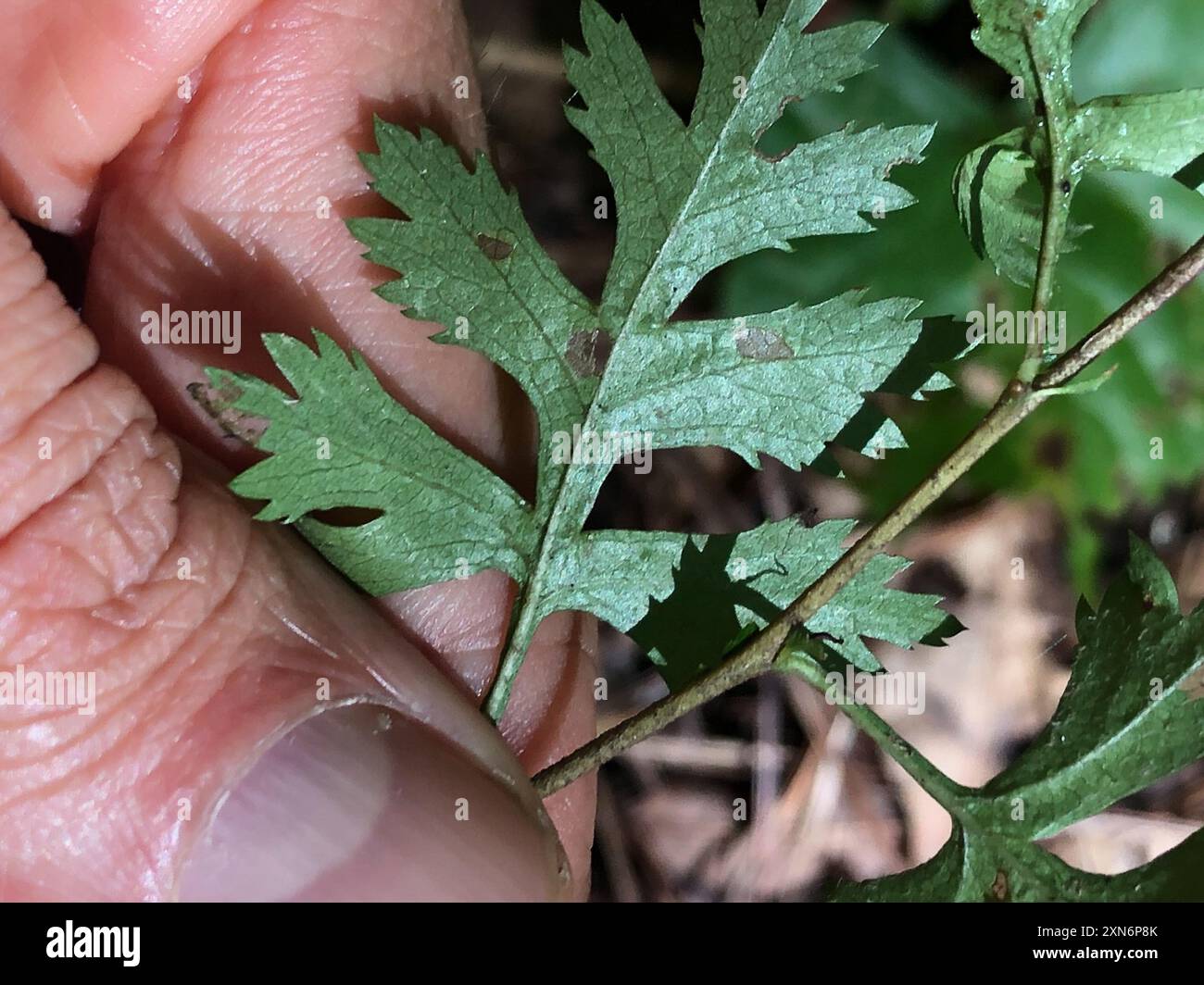 vascular plants (Tracheophyta) Plantae Stock Photo - Alamy