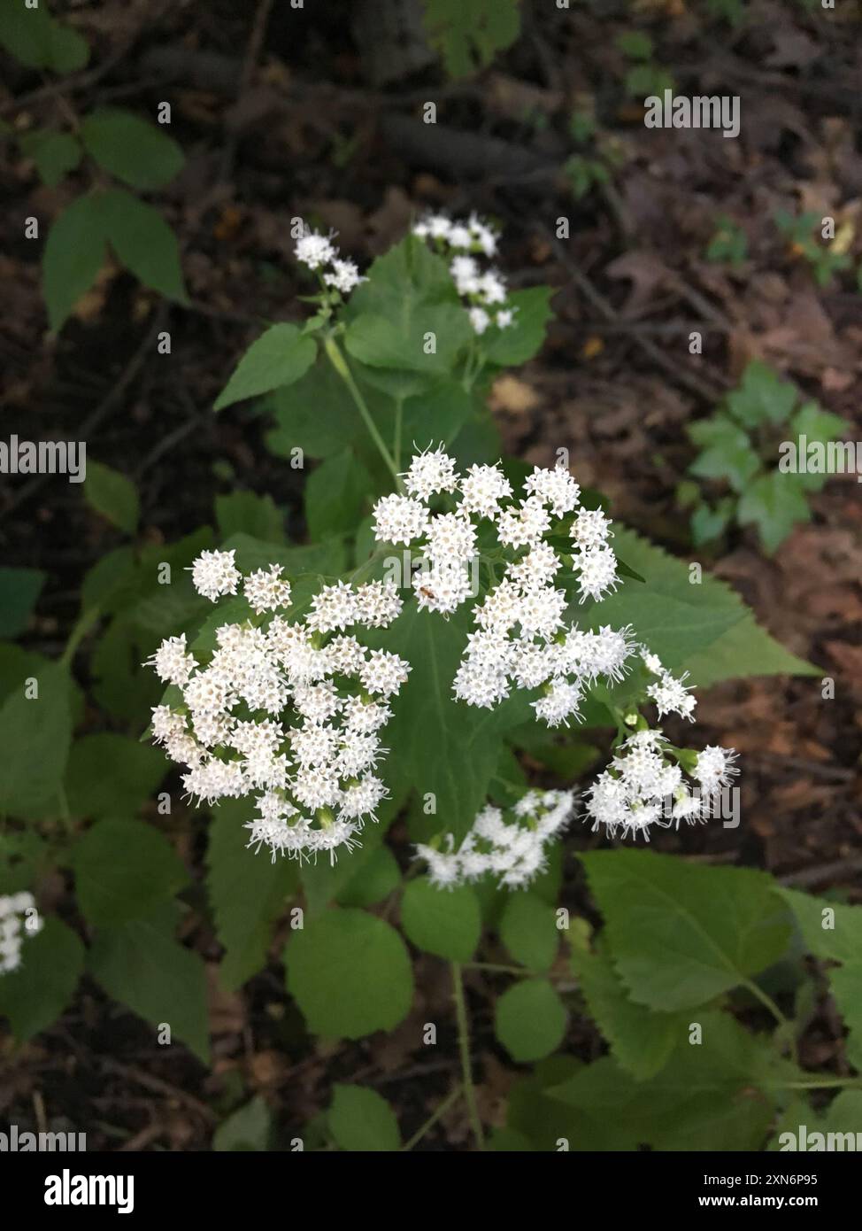 white snakeroot (Ageratina altissima) Plantae Stock Photo - Alamy