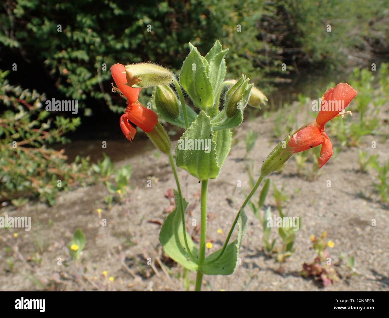 scarlet monkeyflower (Erythranthe cardinalis) Plantae Stock Photo - Alamy