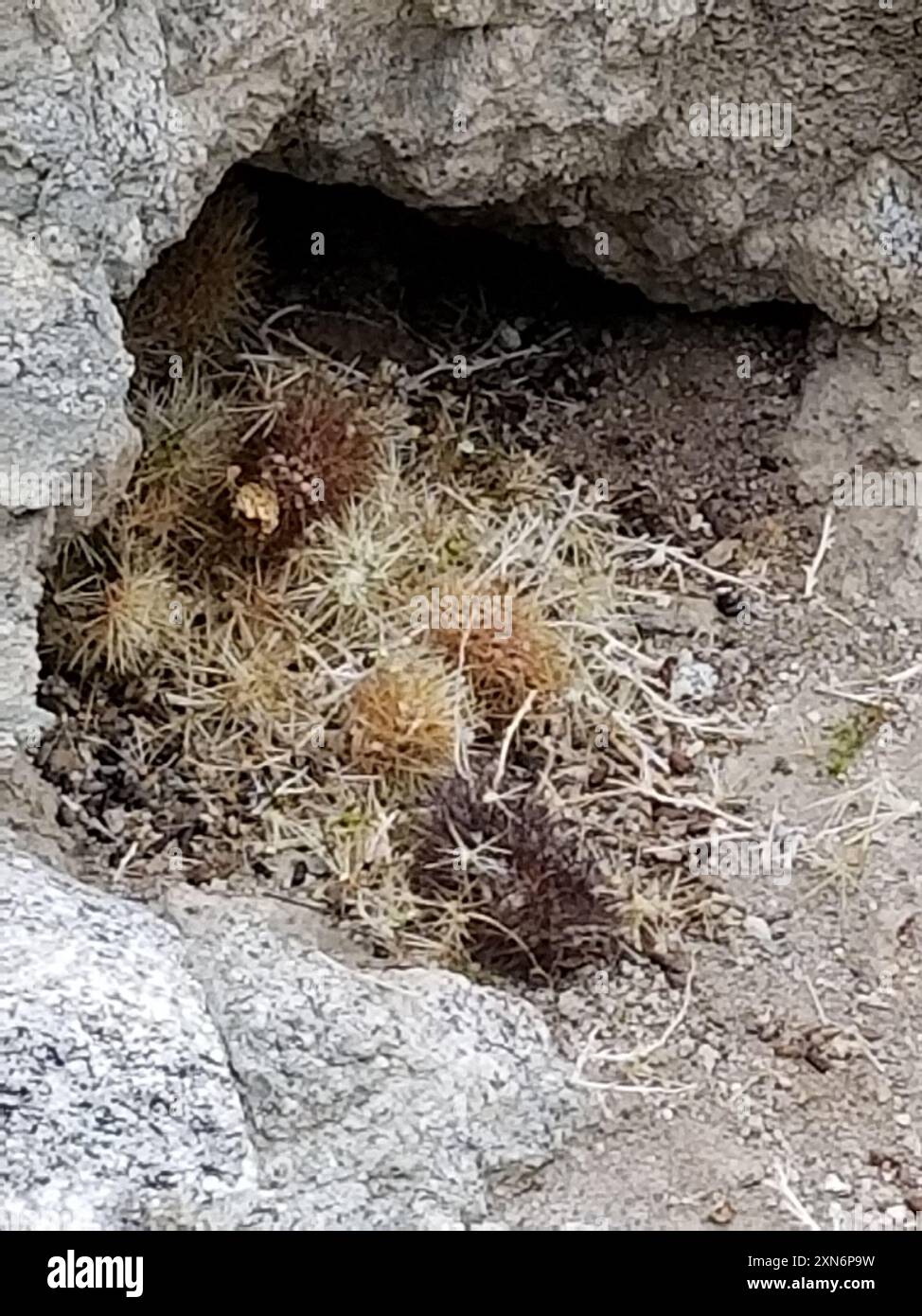Desert Woodrat (Neotoma lepida) Mammalia Stock Photo - Alamy