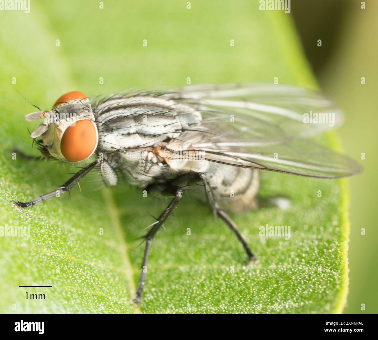 Flesh Flies and Satellite Flies (Sarcophagidae) Insecta Stock Photo - Alamy