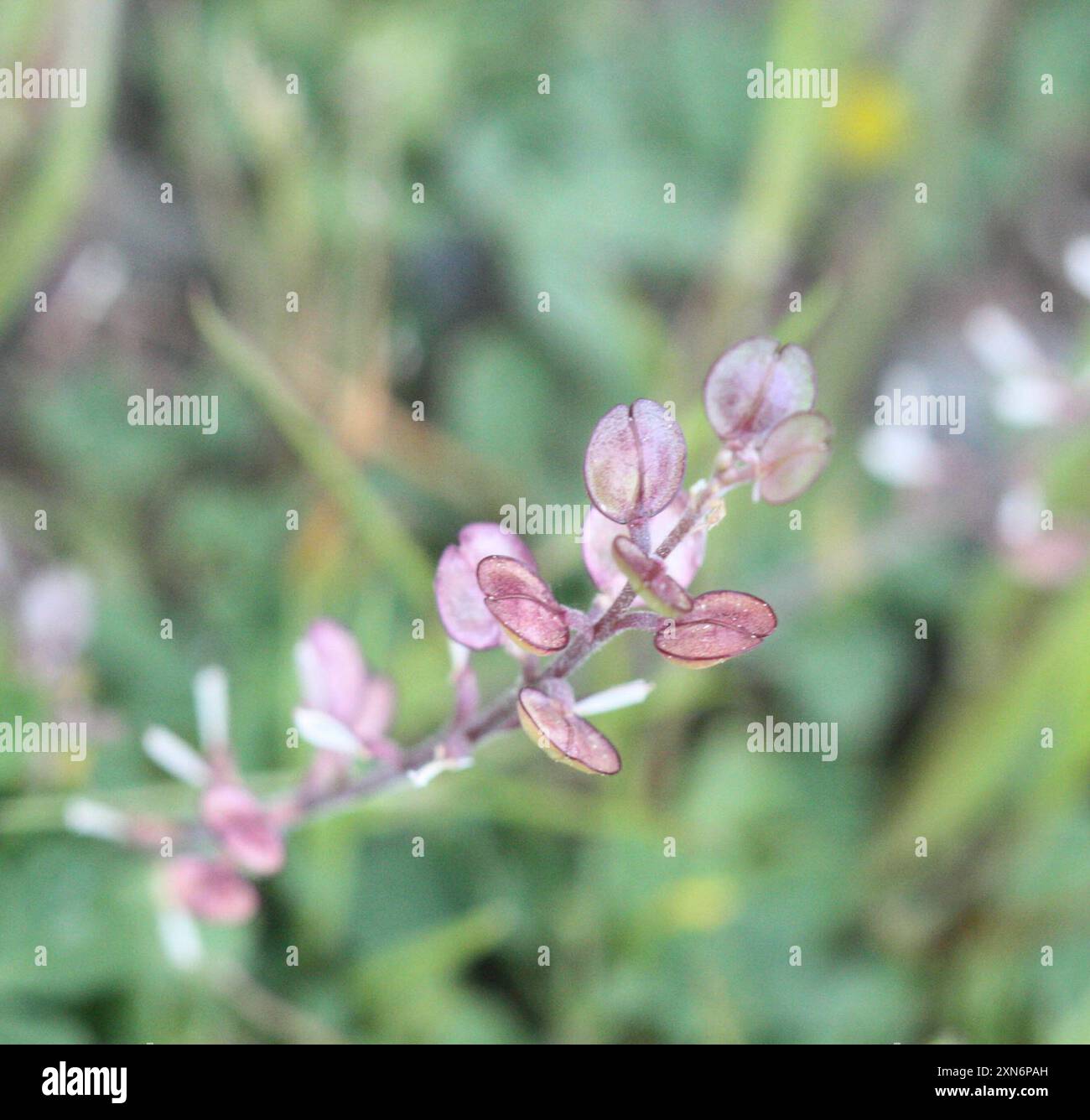 Shining Pepperweed (Lepidium nitidum) Plantae Stock Photo - Alamy