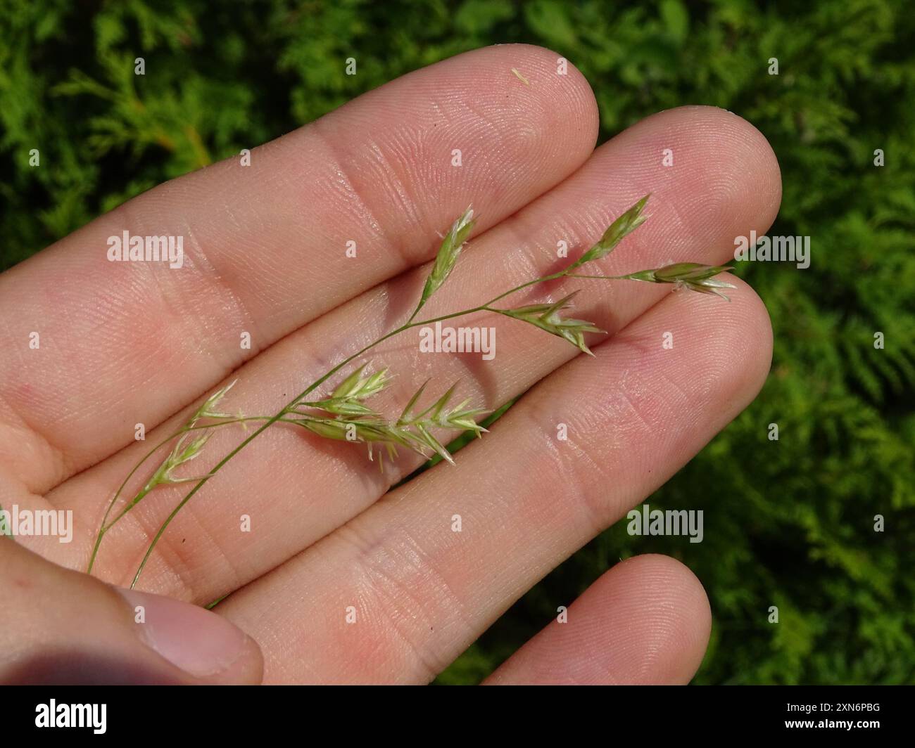 Lolium pratense hi-res stock photography and images - Alamy