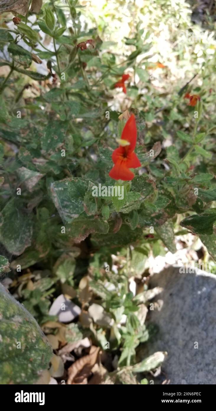 scarlet monkeyflower (Erythranthe cardinalis) Plantae Stock Photo - Alamy