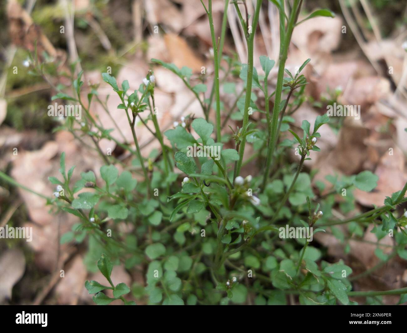 hairy bittercress (Cardamine hirsuta) Plantae Stock Photo - Alamy