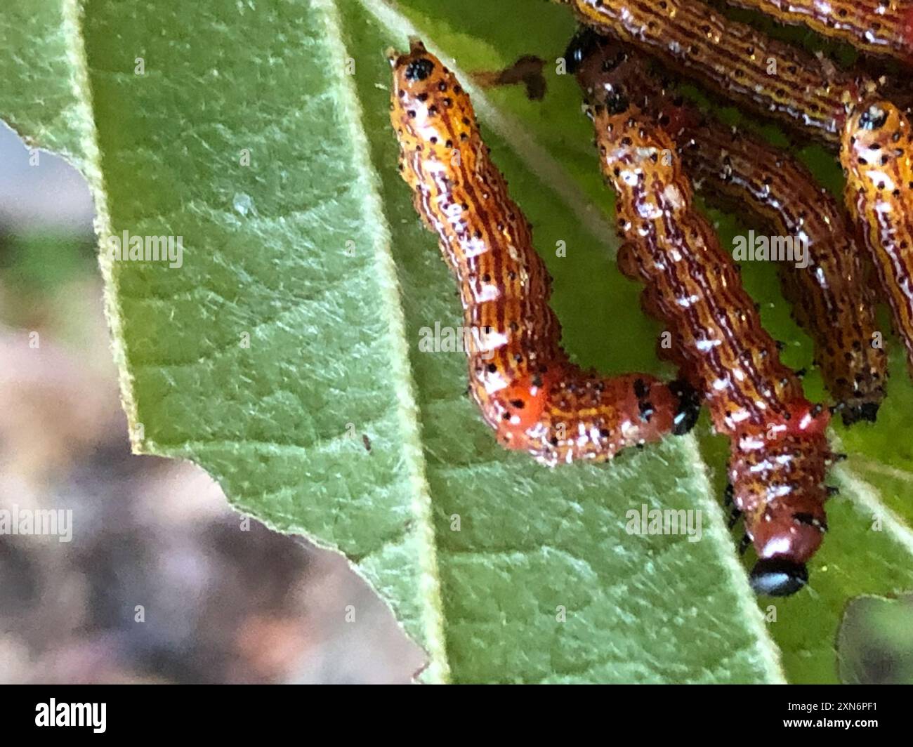 Red-humped Caterpillar Moth (Oedemasia concinna) Insecta Stock Photo ...