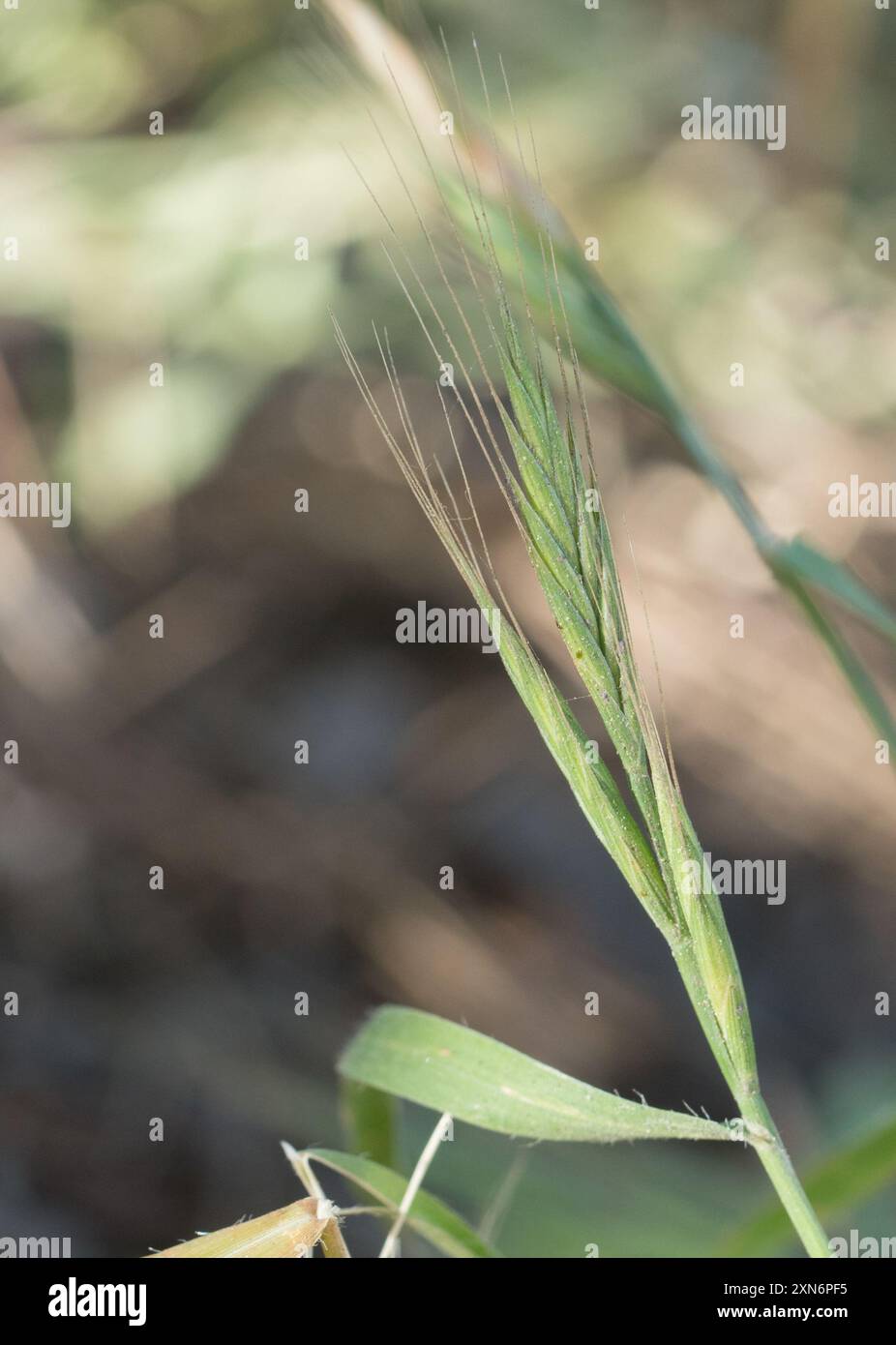 grasses (Poaceae) Plantae Stock Photo - Alamy