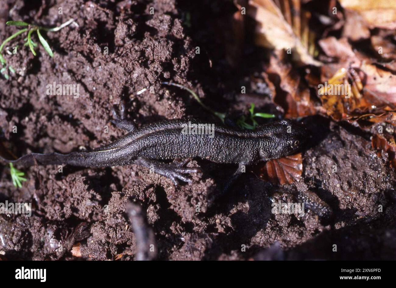 Italian Crested Newt (Triturus carnifex) Amphibia Stock Photo - Alamy