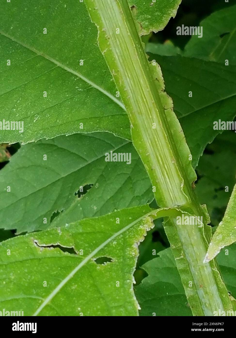 Wingstem (Verbesina alternifolia) Plantae Stock Photo - Alamy