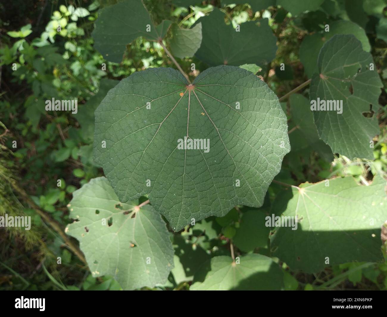 Caesar weed (Urena lobata) Plantae Stock Photo - Alamy