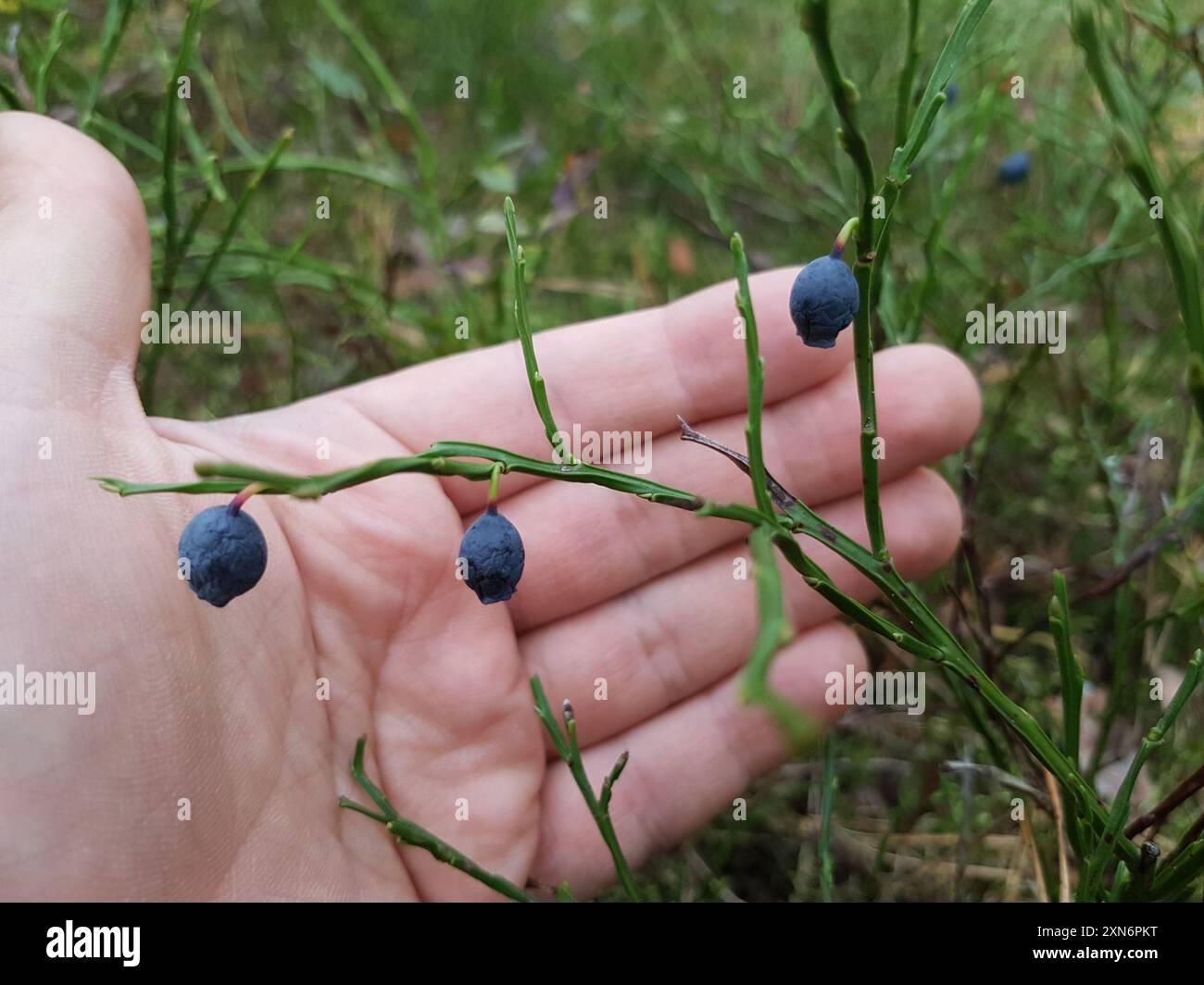 common bilberry (Vaccinium myrtillus) Plantae Stock Photo - Alamy