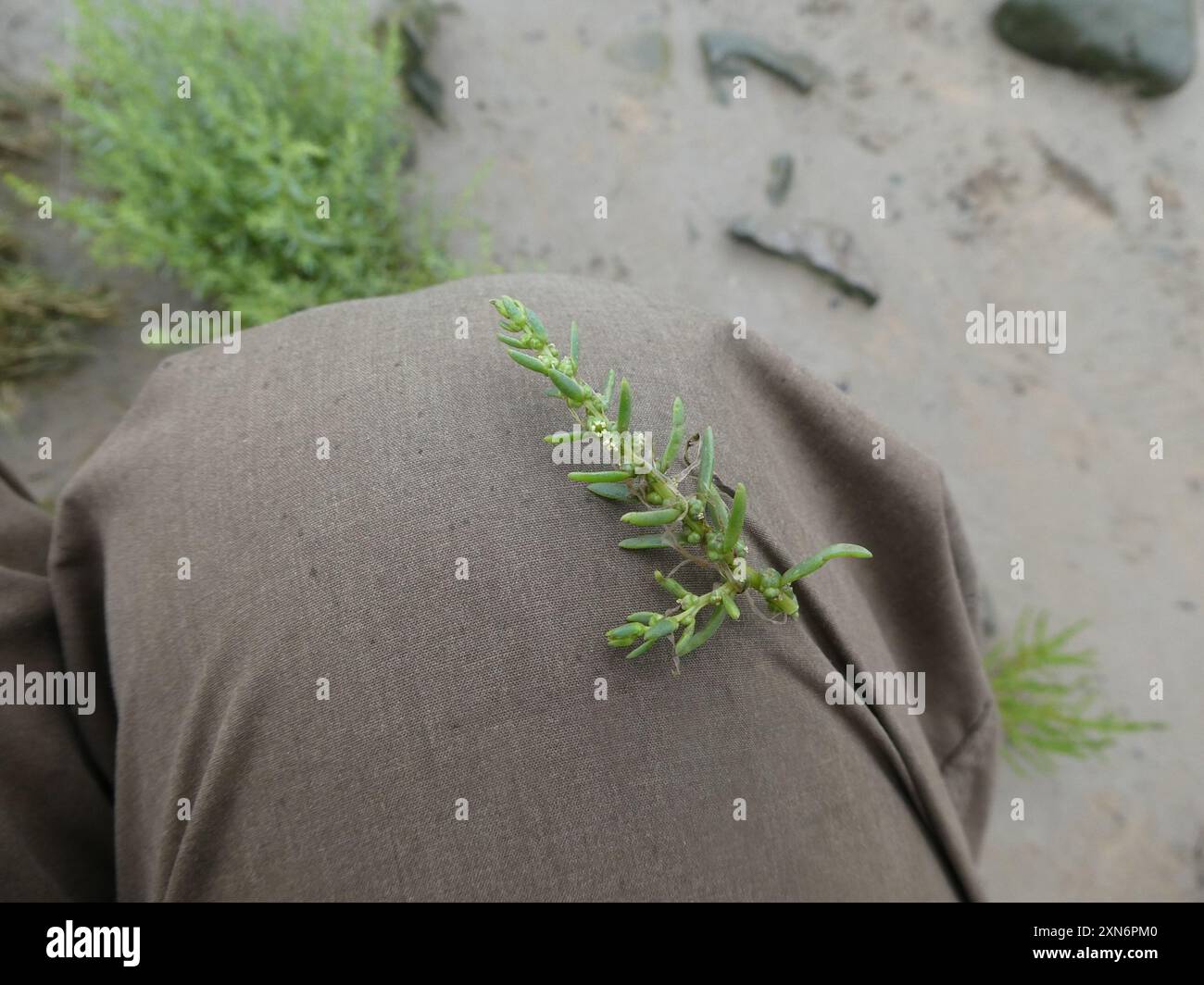 Herbaceous Seepweed (Suaeda maritima) Plantae Stock Photo - Alamy