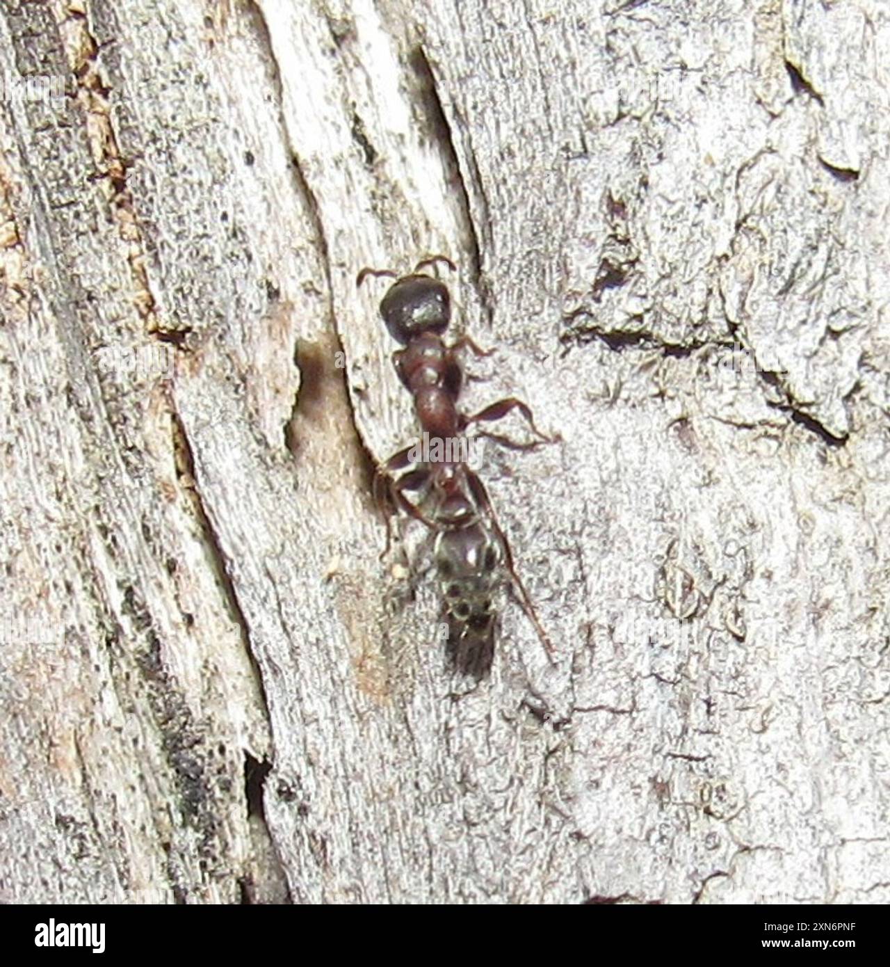 Twig Ants (Pseudomyrmex) Insecta Stock Photo - Alamy