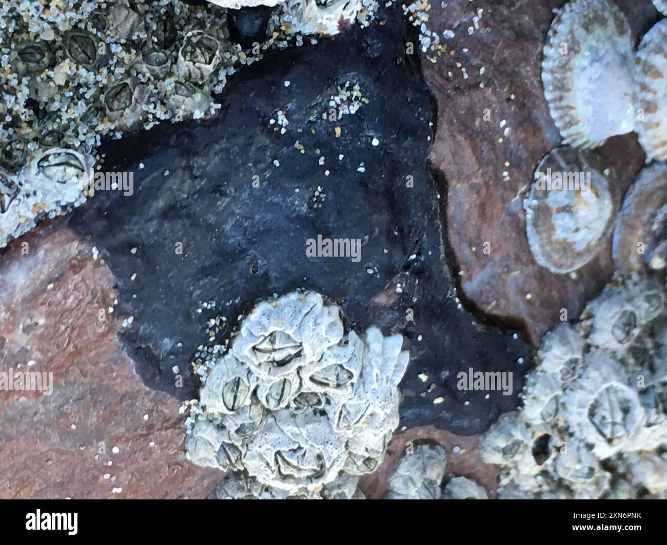 Turkish washcloth (Mastocarpus papillatus) Plantae Stock Photo - Alamy