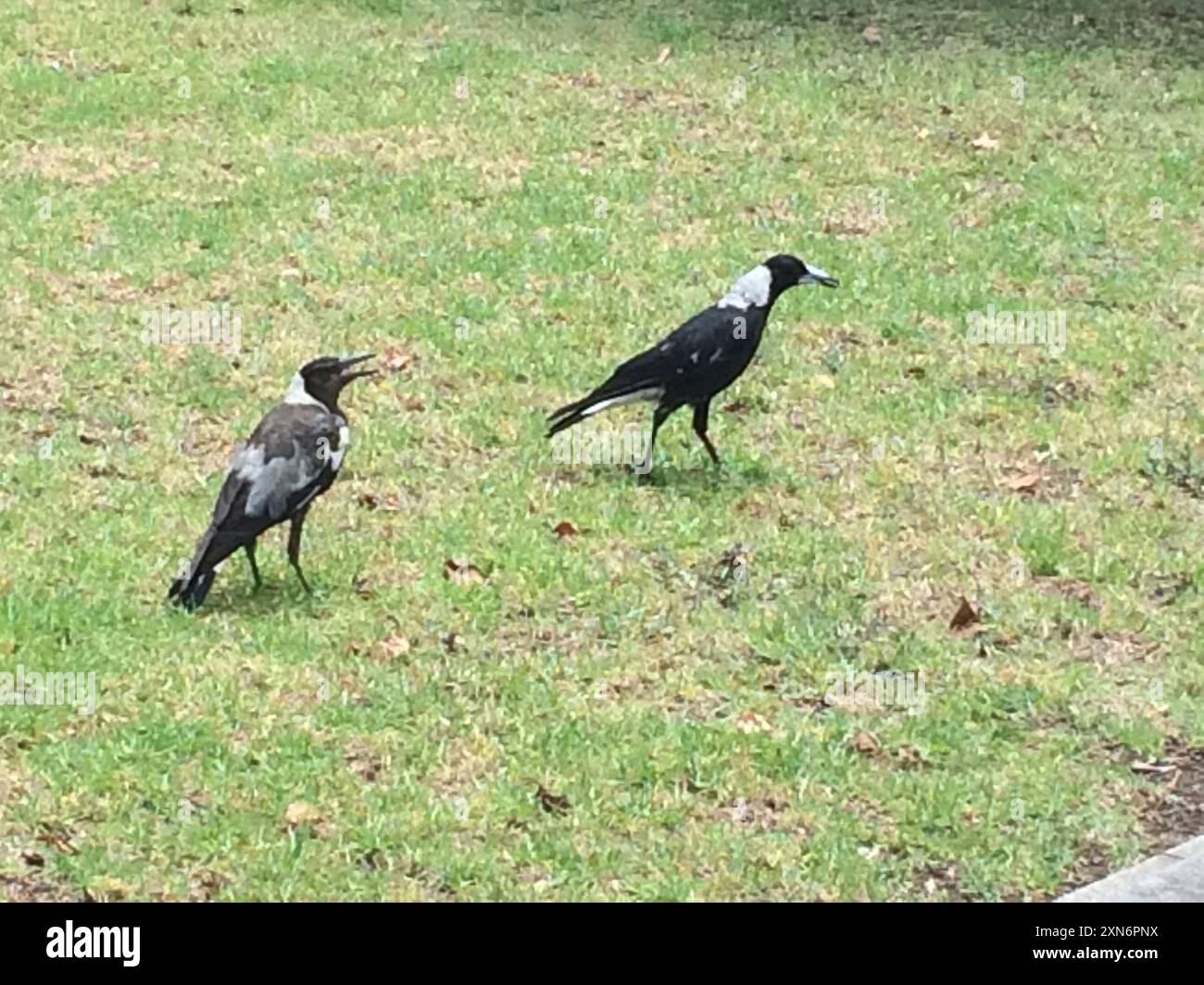 Australian Magpie (Gymnorhina tibicen) Aves Stock Photo - Alamy