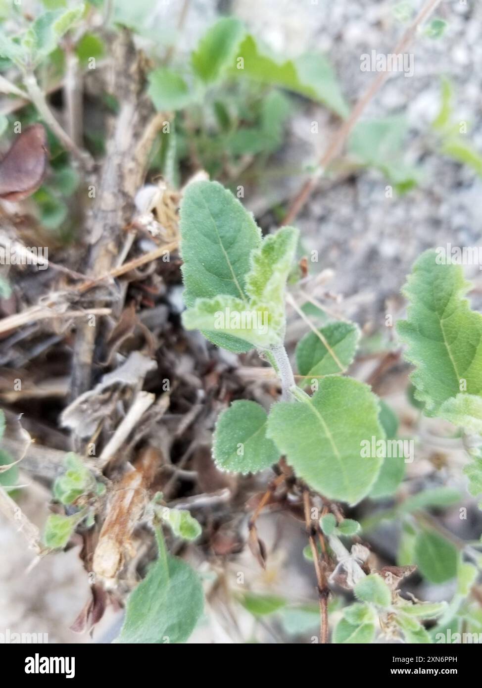 desert lavender (Condea emoryi) Plantae Stock Photo - Alamy