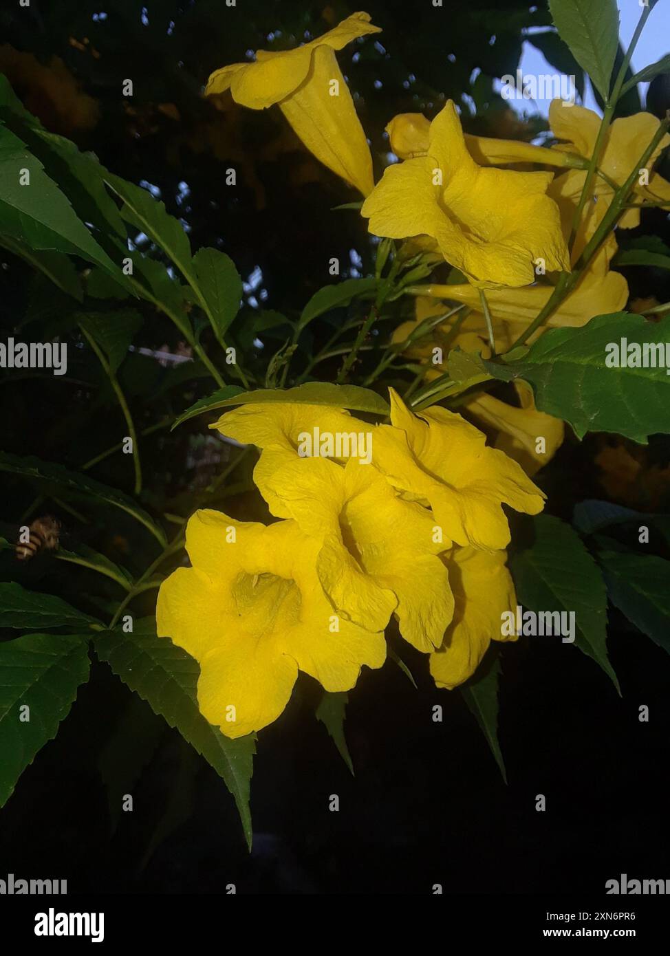 Cavity-nesting Honey Bees (Apis) Insecta Stock Photo - Alamy