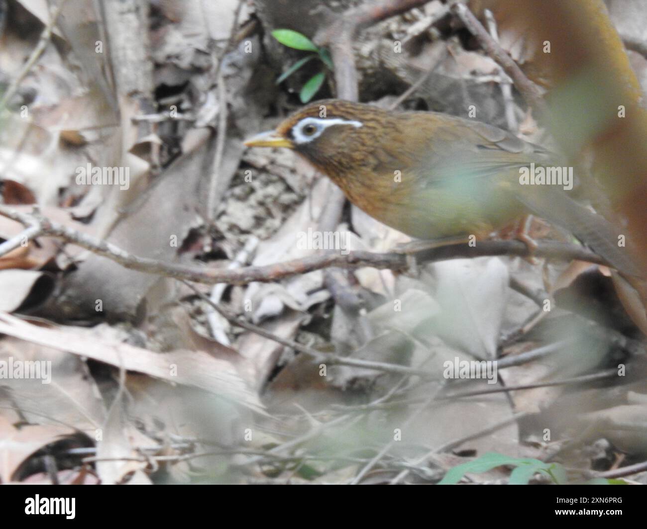 Chinese Hwamei (Garrulax canorus) Aves Stock Photo - Alamy