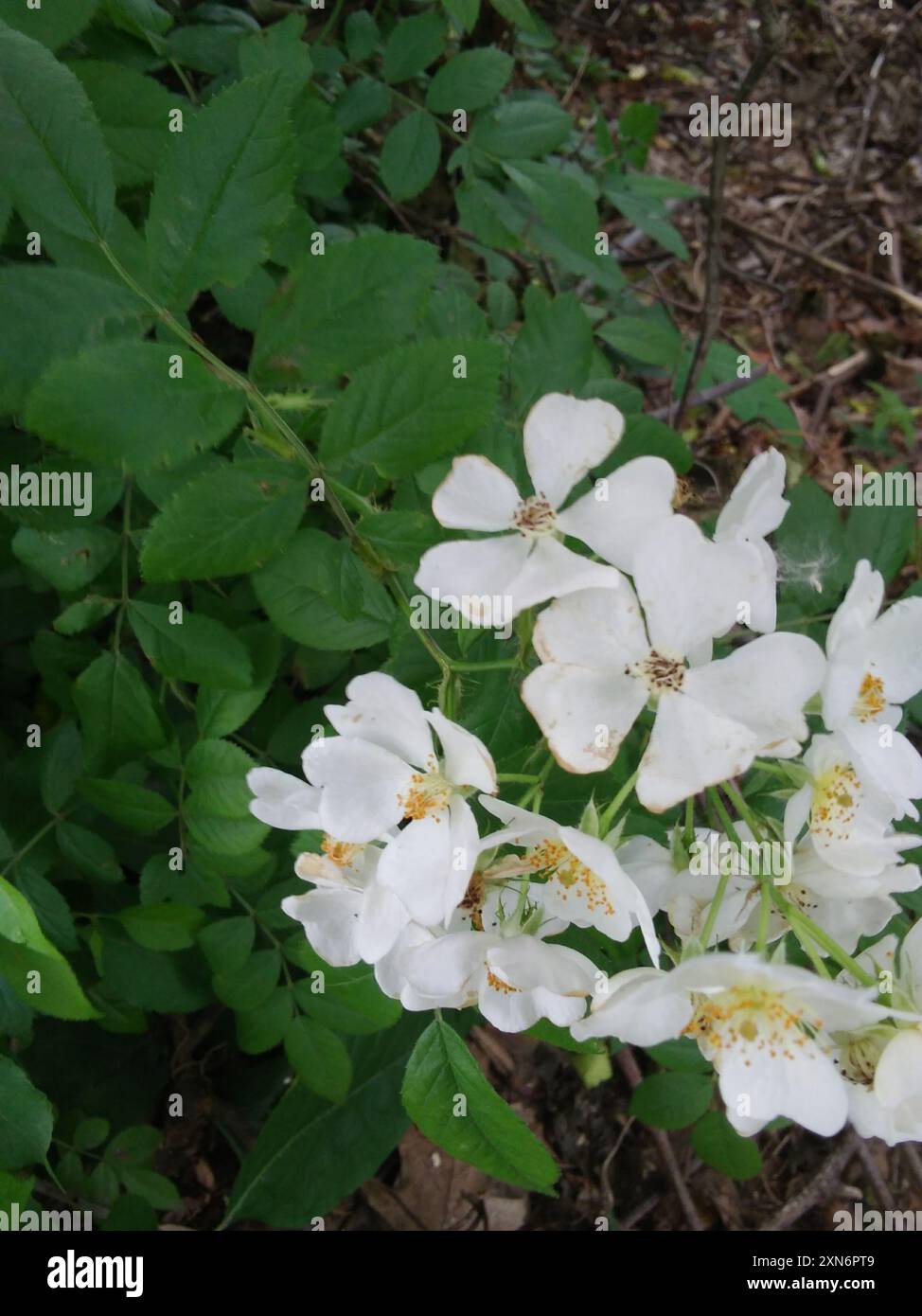 multiflora rose (Rosa multiflora) Plantae Stock Photo - Alamy
