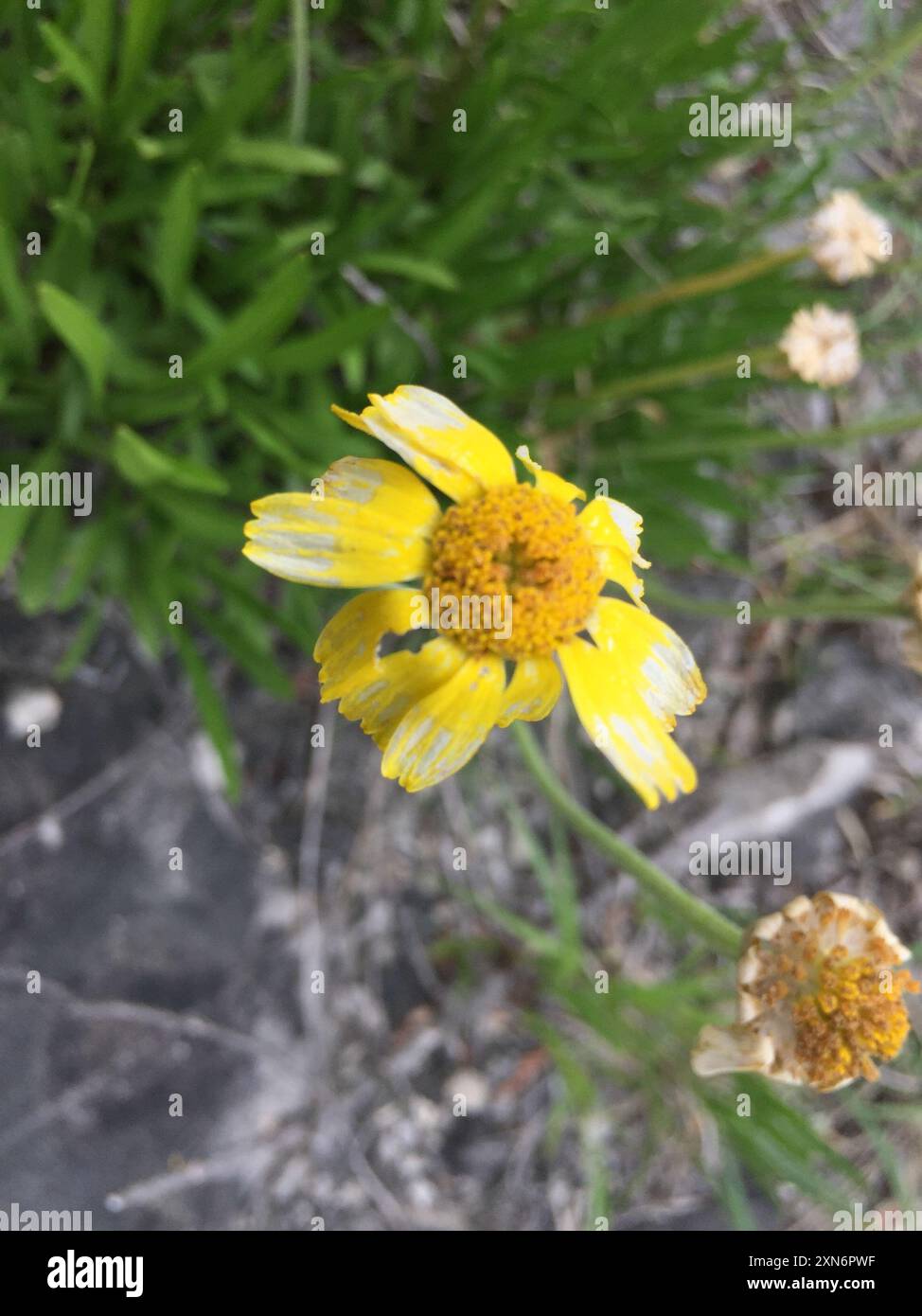 lakeside daisy (Tetraneuris herbacea) Plantae Stock Photo - Alamy
